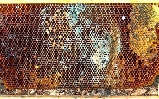 Ask the Expert: Black Hive Boxes and Comb - Backyard Beekeeping